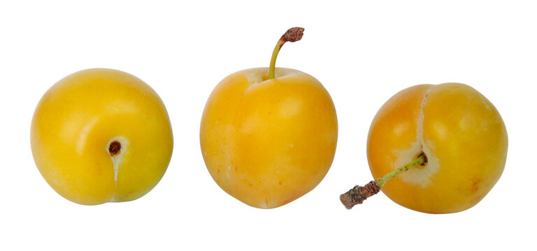 Reine-Claude Images – Browse 4,425 Stock Photos, Vectors, and Video ...