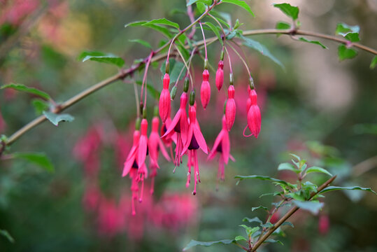 「Fuchsien」の写真素材 | 381件の無料イラスト画像 | Adobe Stock