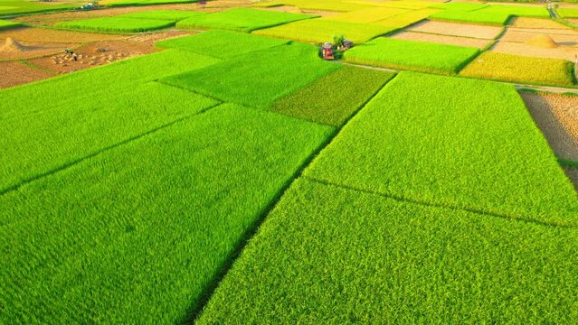 "Green Revolution" Images – Browse 1,183 Stock Photos, Vectors, and ...