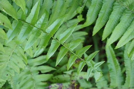 รูปภาพPteridopsida – เลือกดูภาพถ่ายสต็อก เวกเตอร์ และวิดีโอ1,800 ...