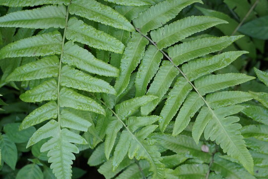 Pteridopsida bilder – Bläddra bland 1,568 stockfoton, vektorer och ...