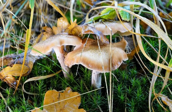 Giftpilz bilder – Bläddra bland 14,073 stockfoton, vektorer och videor ...