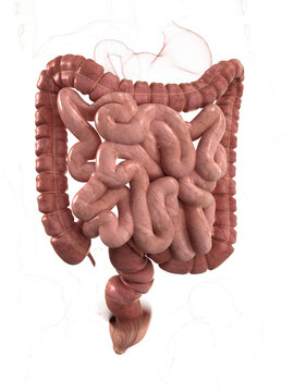 "Sigmoid Flexure" Billeder – Gennemse 499 stockfotos, vektorer og ...