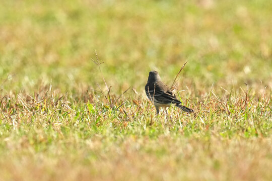 Feldspatzen Bilder – Durchsuchen 6,670 Archivfotos, Vektorgrafiken und ...