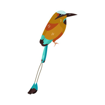 Imágenes de Guardabarranco: descubre bancos de fotos, ilustraciones ...