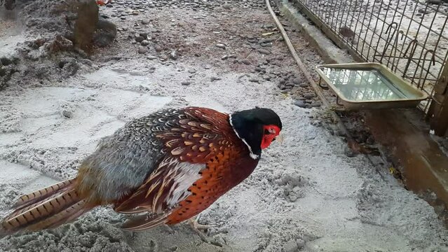 Ring Neck Pheasant Images – Browse 12,146 Stock Photos, Vectors, and ...