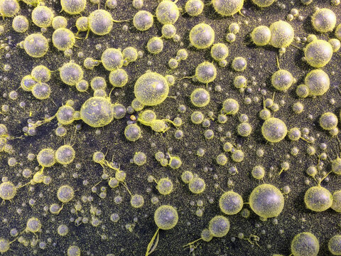 Hypertrophication Bilder – Durchsuchen 2,374 Archivfotos ...