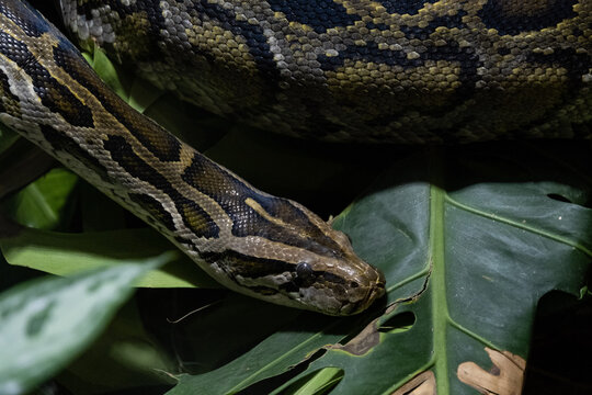 "Indian Rock Python" Images – Browse 709 Stock Photos, Vectors, and ...