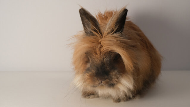 Baby Bunny Eye Problems