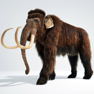 Afbeeldingen over Mammoet – Blader in stockfoto's, vectoren en video's ...