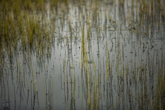 รูปภาพGreengrass – เลือกดูภาพถ่ายสต็อก เวกเตอร์ และวิดีโอ2,691 | Adobe ...