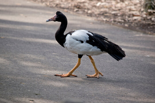 รูปภาพMicrocomedones – เลือกดูภาพถ่ายสต็อก เวกเตอร์ และวิดีโอ27,643 ...