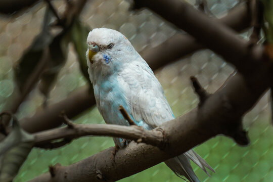 Imágenes de Cotorro: descubre bancos de fotos, ilustraciones, vectores ...