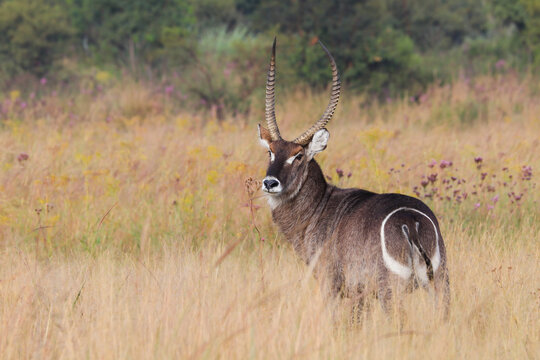 Kob Images – Parcourir 5,270 le catalogue de photos, vecteurs et vidéos ...