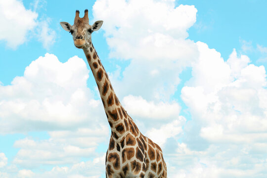 Spotted. Images – Browse 1,264,802 Stock Photos, Vectors, and Video ...