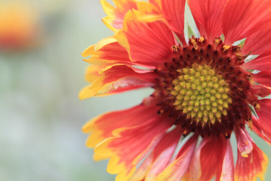 Pseudanthium Imagens – Procure 657,526 fotos, vetores e vídeos | Adobe ...