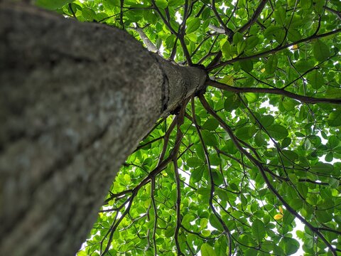 Badamier Images – Parcourir 1,504 le catalogue de photos, vecteurs et ...