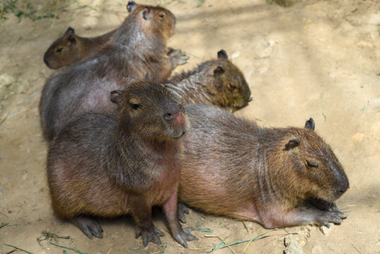 รูปภาพChiguiro – เลือกดูภาพถ่ายสต็อก เวกเตอร์ และวิดีโอ13,178 | Adobe Stock