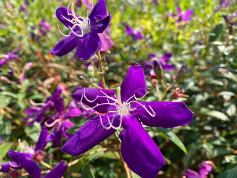 "Melastoma Candidum"-Bilder: Stock-Fotos & -Videos. | Adobe Stock