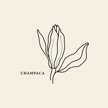 Champaca bilder – Bläddra bland 639 stockfoton, vektorer och videor ...