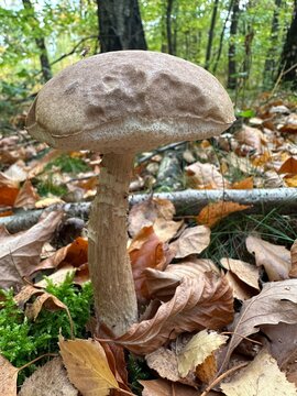 Imágenes de Giftpilz: descubre bancos de fotos, ilustraciones, vectores ...