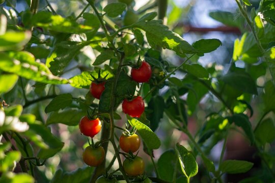 Strauchtomate Bilder – Durchsuchen 40,203 Archivfotos, Vektorgrafiken ...
