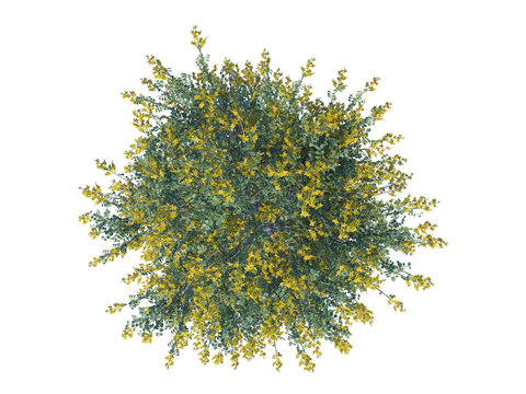 Kanikkonna bilder – Bläddra bland 10,861 stockfoton, vektorer och ...