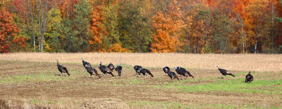 Imágenes de Galliformes: descubre bancos de fotos, ilustraciones ...