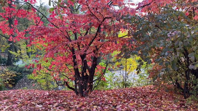 "Parrotia Persica" Images – Browse 277 Stock Photos, Vectors, and Video ...