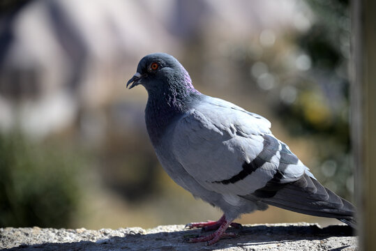 「Hato」の画像 - 12,102 件の Stock 写真、ベクターおよびビデオ | Adobe Stock