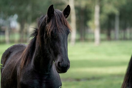 Yearling - Images et vidéos libres de droits | Adobe Stock