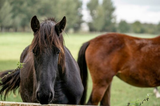 Yearling Images – Parcourir 6,485 le catalogue de photos, vecteurs et ...