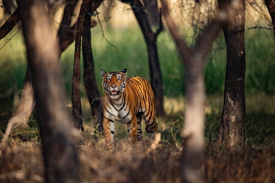 "Royal Bengal Tiger" bilder – Bläddra bland 18,467 stockfoton, vektorer ...