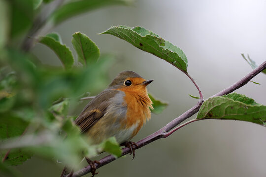 รูปภาพvogelwelt เลือกดูภาพถ่ายสต็อก เวกเตอร์ และวิดีโอ5 036 Adobe Stock