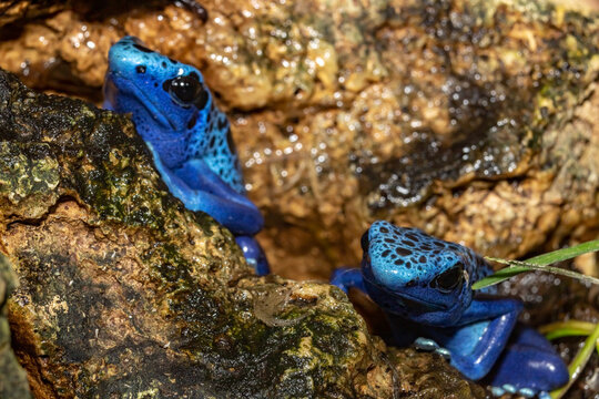 Azureus 이미지 – 찾아보기 416 스톡 사진, 벡터 및 비디오 | Adobe Stock