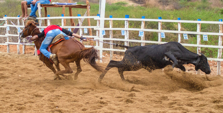 Vaquejada Images – Browse 36 Stock Photos, Vectors, and Video | Adobe Stock