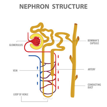 Nephron Bilder – Durchsuchen 2,750 Archivfotos, Vektorgrafiken und ...