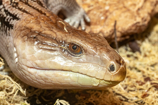 Lizard Tongue Texture