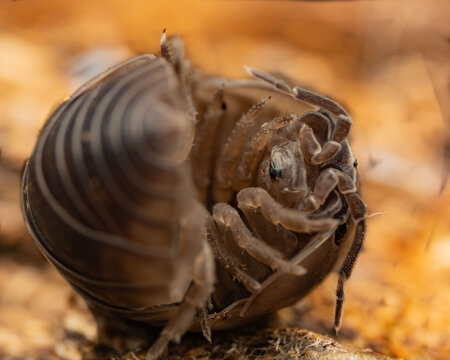 「Chanchito」の写真素材 | 61件の無料イラスト画像 | Adobe Stock