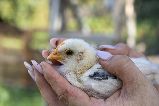 Pollito bilder – Bläddra bland 523 stockfoton, vektorer och videor ...