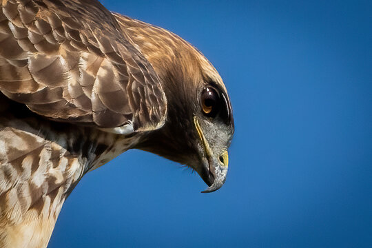 "Red-Tailed Hawk" Images – Browse 15,662 Stock Photos, Vectors, and ...