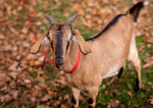 Koza Bilder – Durchsuchen 3,006 Archivfotos, Vektorgrafiken und Videos ...