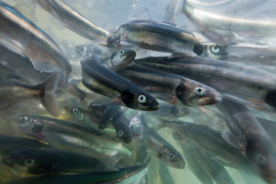 Capelin Images – Browse 8,434 Stock Photos, Vectors, and Video | Adobe ...