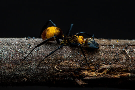 Imágenes de Formicidae: descubre bancos de fotos, ilustraciones ...