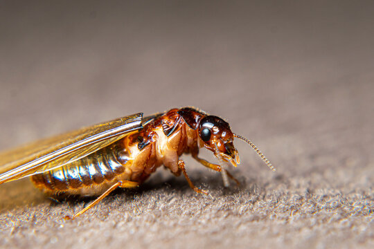 รูปภาพIsoptera – เลือกดูภาพถ่ายสต็อก เวกเตอร์ และวิดีโอ1,333 | Adobe Stock