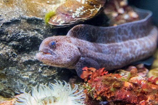 Baby Wolf Eel