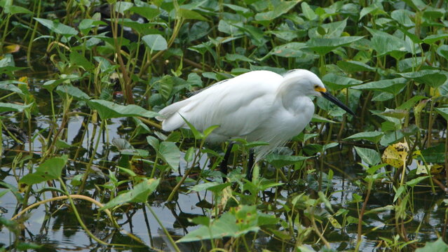 รูปภาพChone – เลือกดูภาพถ่ายสต็อก เวกเตอร์ และวิดีโอ766 | Adobe Stock