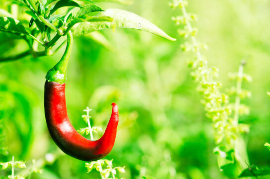 Chilli Bilder – Durchsuchen 3,606,093 Archivfotos, Vektorgrafiken und ...