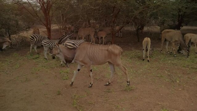 "Giant Eland" Images – Browse 179 Stock Photos, Vectors, and Video ...