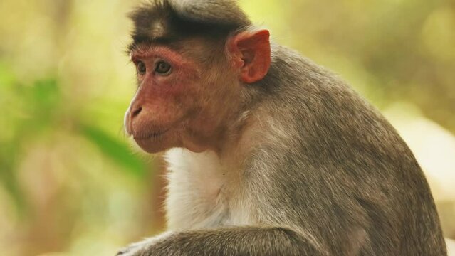 Simiiformes bilder – Bläddra bland 36,923 stockfoton, vektorer och ...